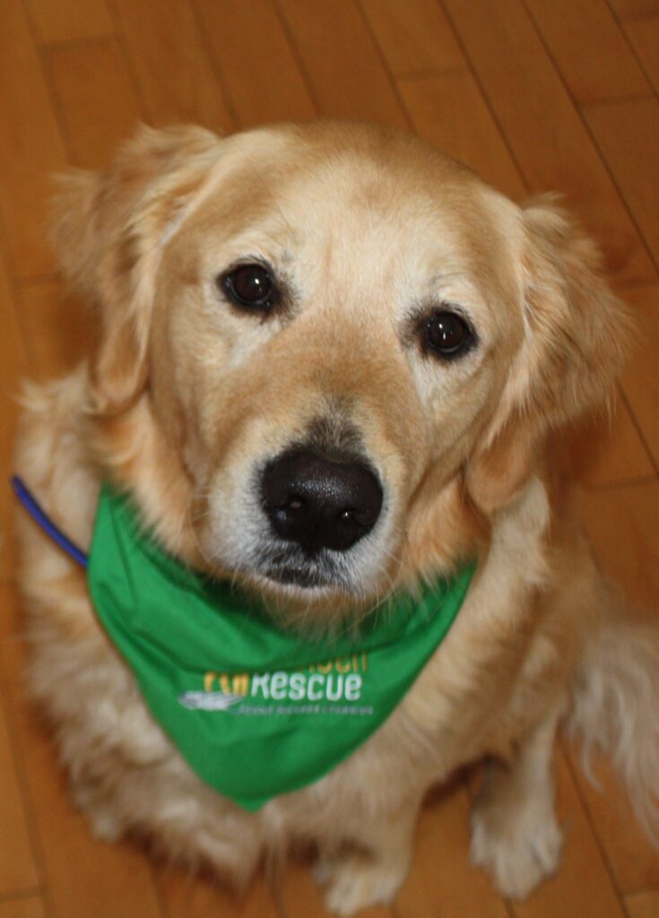 Golden Rescue - #1939 Dougie