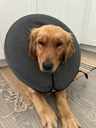 Golden Rescue - #4920 Hamlet