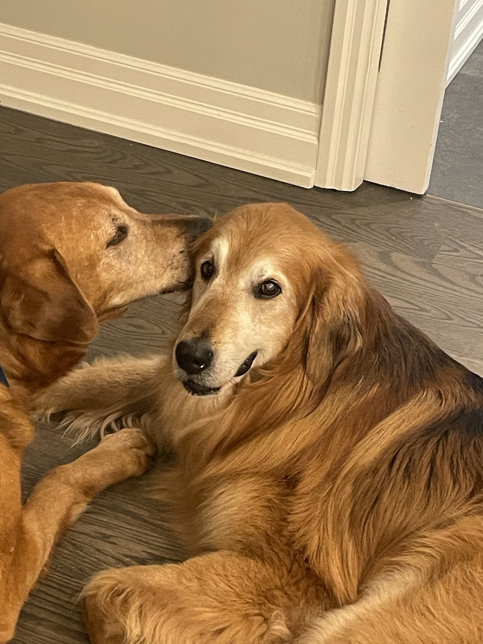 Golden Rescue - #4955 Brodie & #4956 Barney